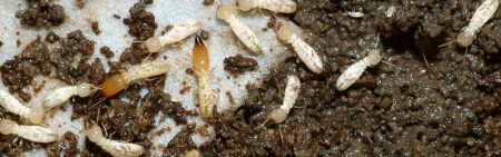 How Do Termite Bait Stations Work and Are They Safe?