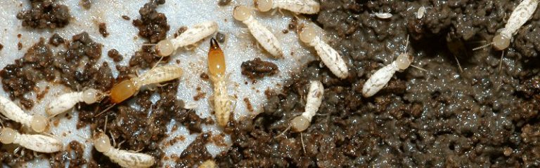 How Do Termite Bait Stations Work and Are They Safe?
