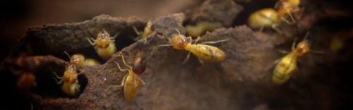 Termidor – The Ultimate Solution For Termite Treatment