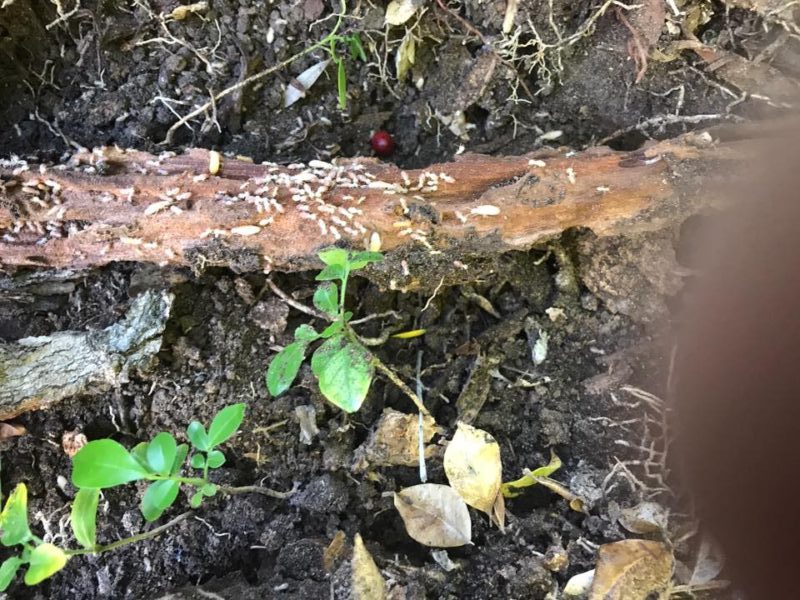 Pest-Ex: Our Termite Treatment saves Brisbane Home Thousands