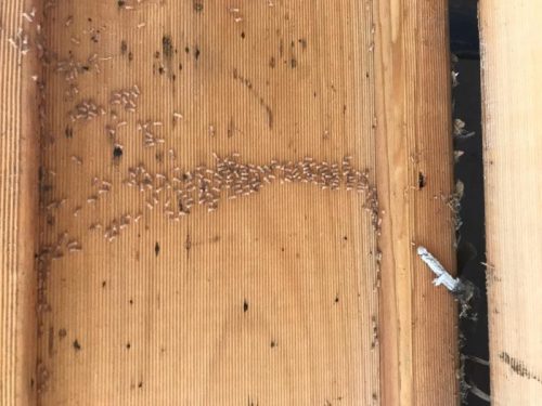 Pest-Ex: Our Termite Treatment saves Brisbane Home Thousands