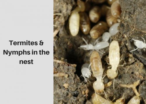 What Do Termites Look Like in Australia? | Termite Sizes