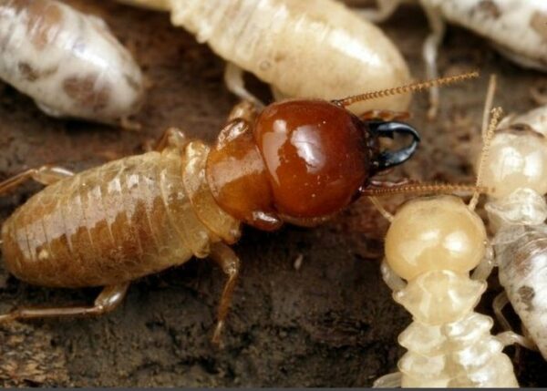 What Do Termites Look Like in Australia? | Termite Sizes