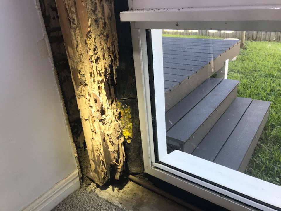 Pest-Ex: Termites in Brisbane Home Bring Homeowners to Tears