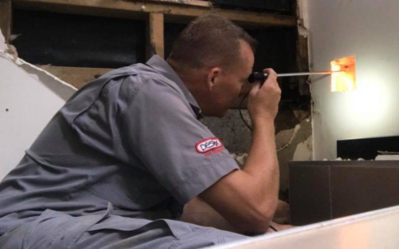 Termite Inspections - A Home Owners Definitive Guide