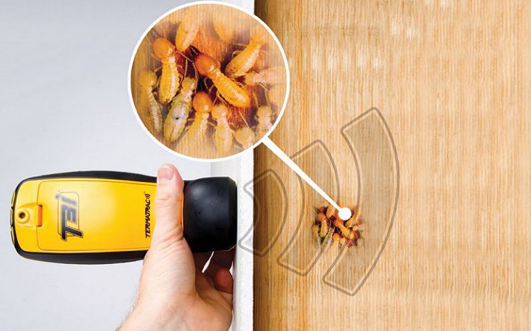 Termite Inspections - A Home Owners Definitive Guide