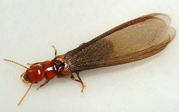 Dampwood Termites Australia | Where do they live?