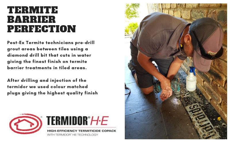 Termidor HE - Is it the only option? Brisbane Homeowner Asks