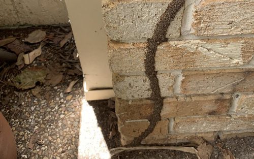 How to tell if you have termites in your home? Warning Signs