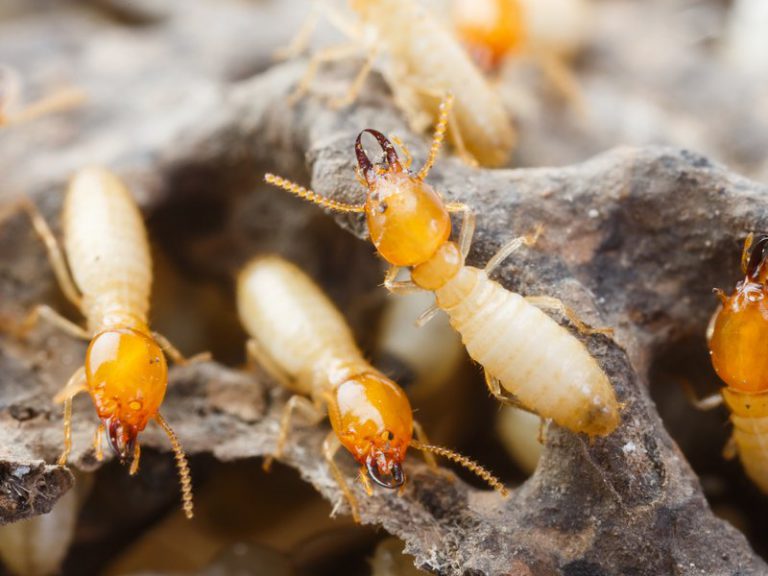 Termites with Wings - Are They Ants or Termites?