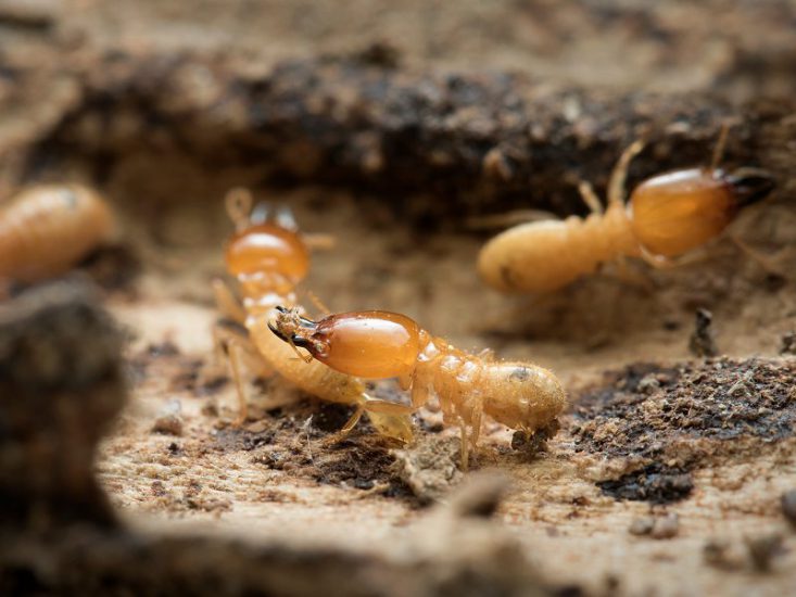 Termite Treatment: Most Common Termites In Australian Homes