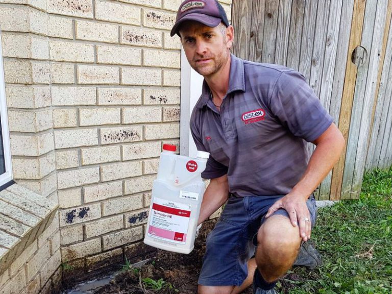 What You Need to Know About Termite Reticulation Systems
