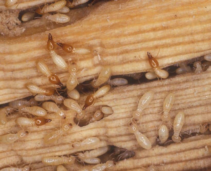 Termite Treatment: Most Common Termites In Australian Homes