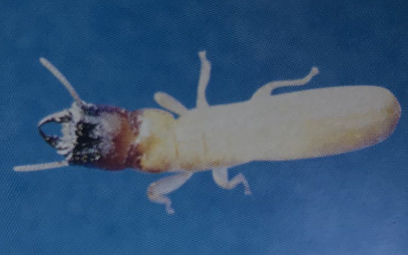 What do Termites Look Like in Australia? White Ants Guide