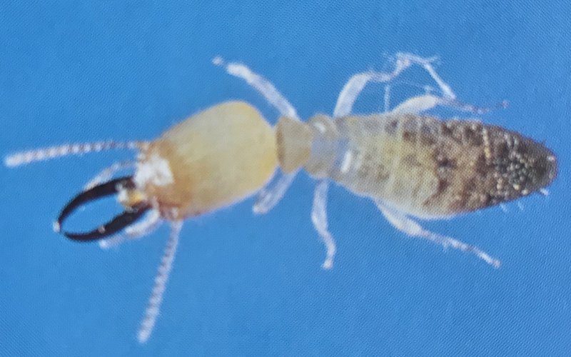 What do Termites Look Like in Australia? White Ants Guide