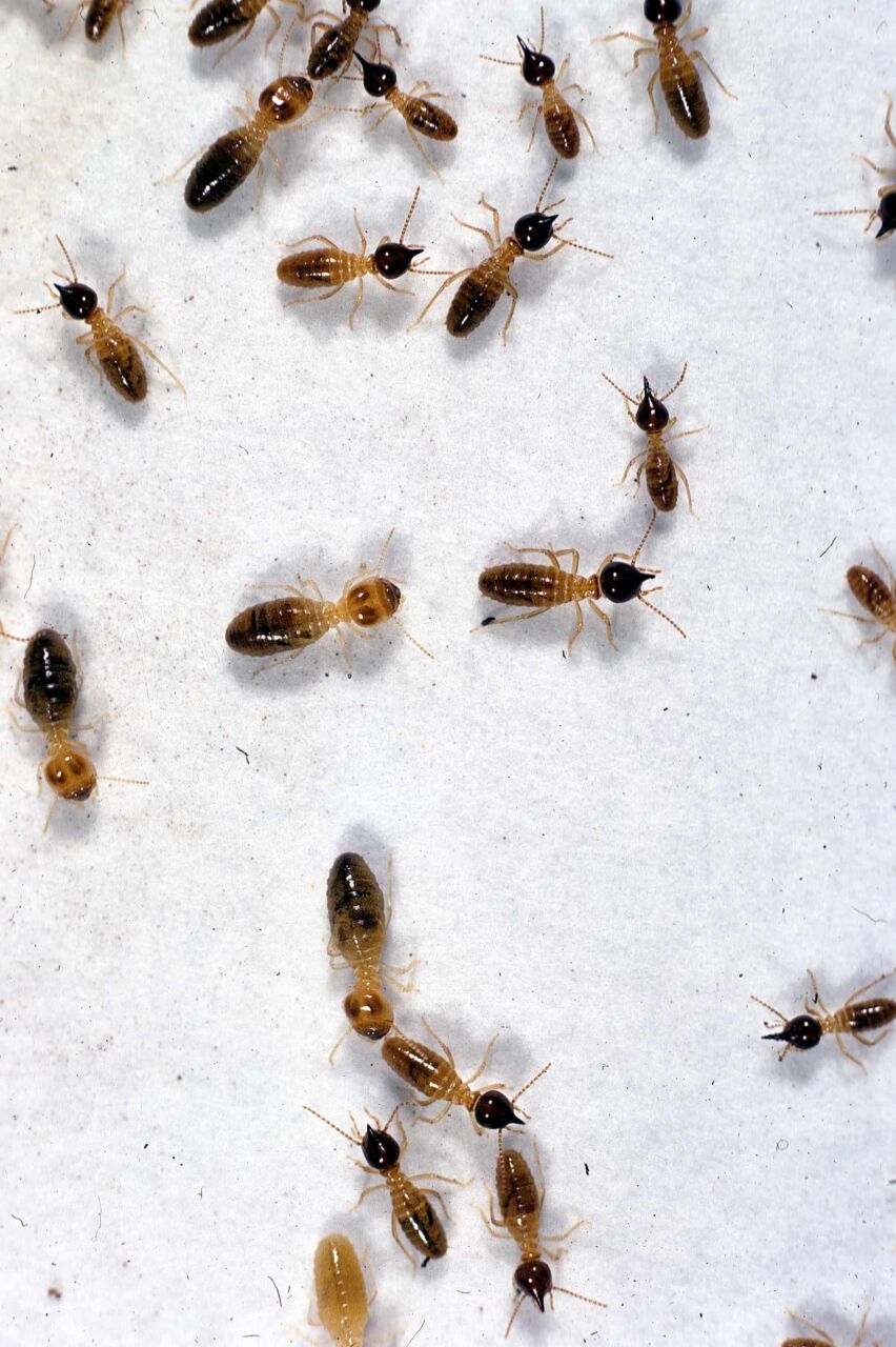 Termite Treatment: Most Common Termites In Australian Homes